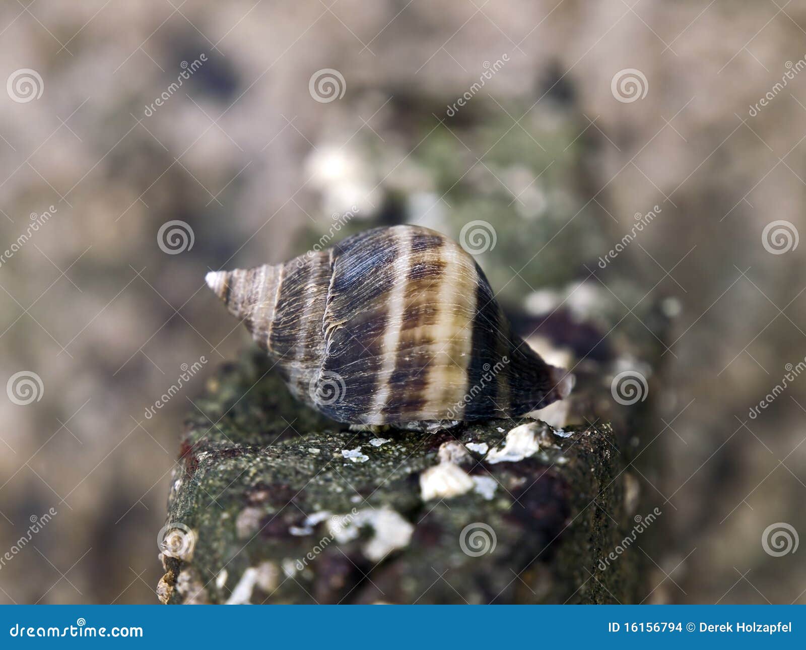 Dogwinkle stock photo. Image of dogwinkle, spired, shell - 16156794