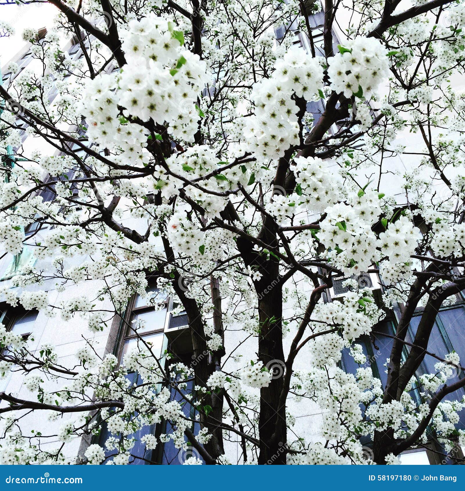 Dogwood Bloom stock photo. Image of closeup, dogwood - 58197180