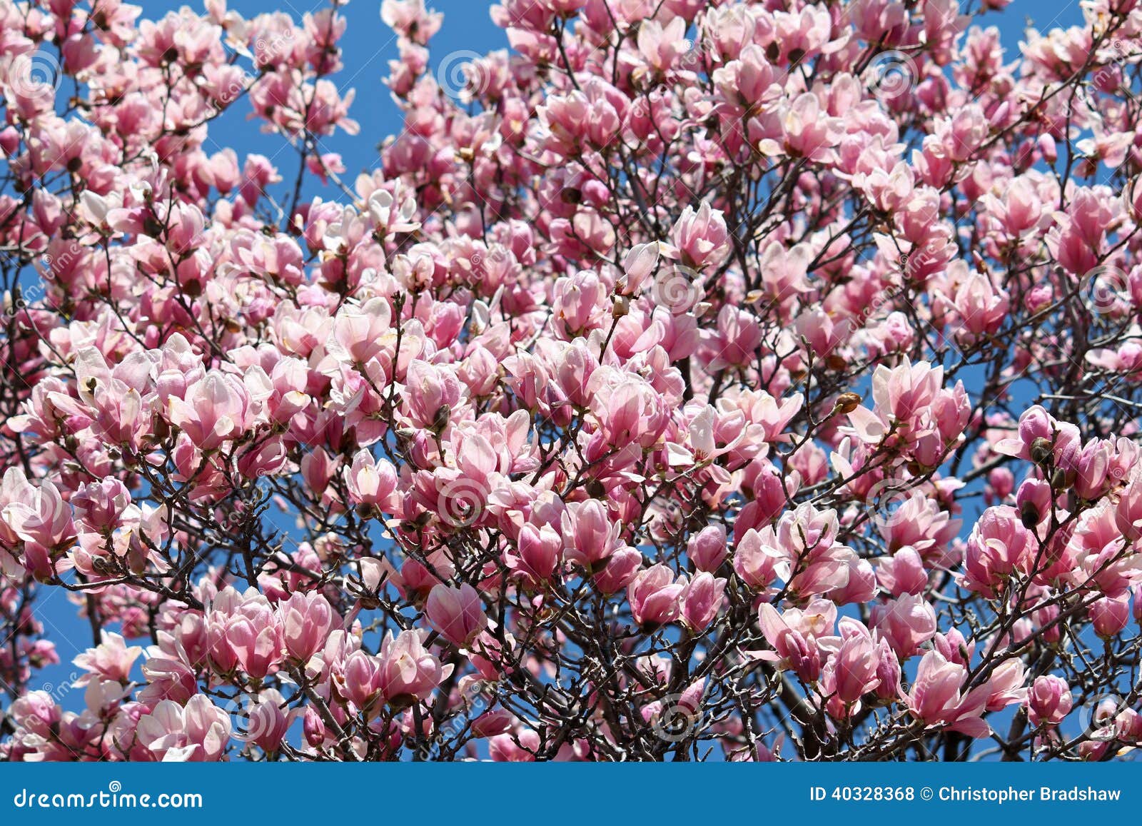 Dogwood Blossums 2 stock photo. Image of blossums, season - 40328368