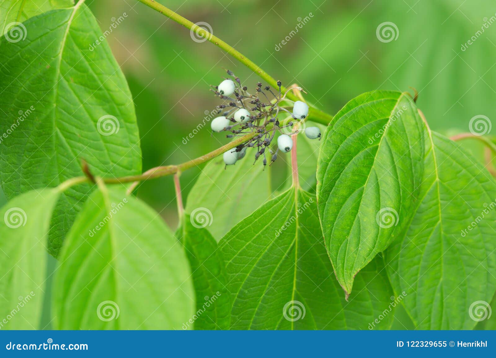 Dogwood, Cornus Branch with Berries Stock Image - Image of plant ...