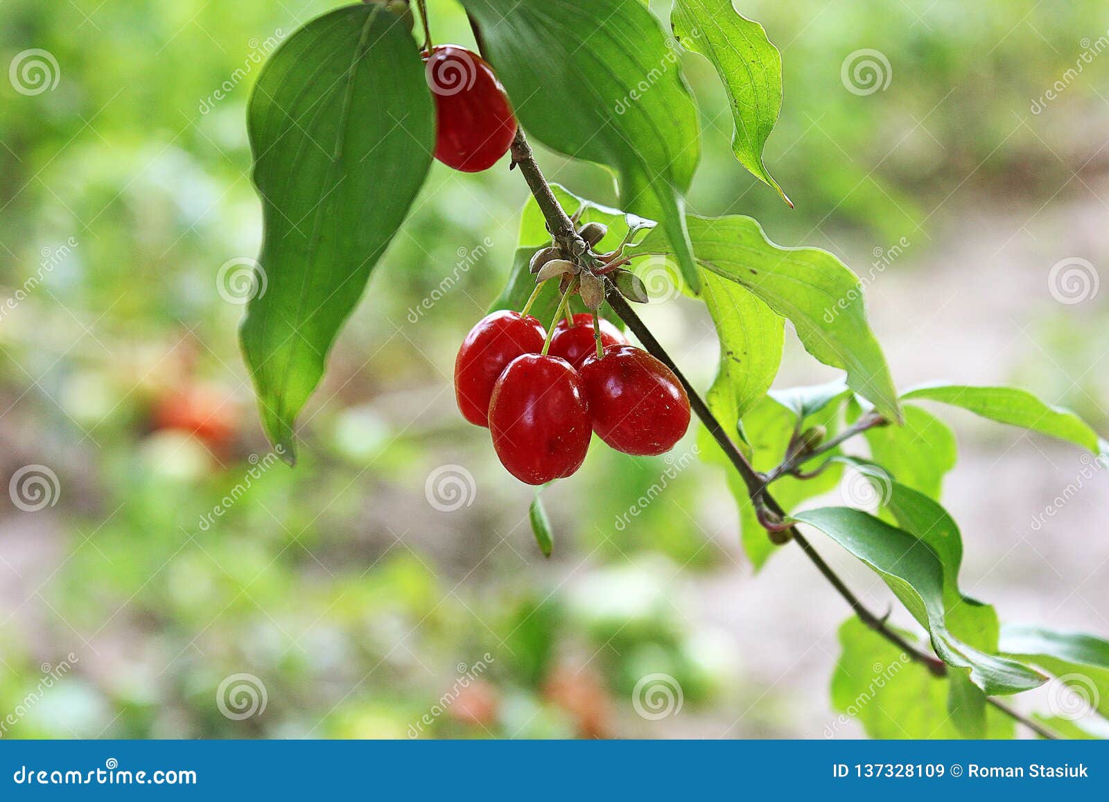 Dogwood, Dog-tree. Red Berry Stock Image - Image of berries, cherry ...