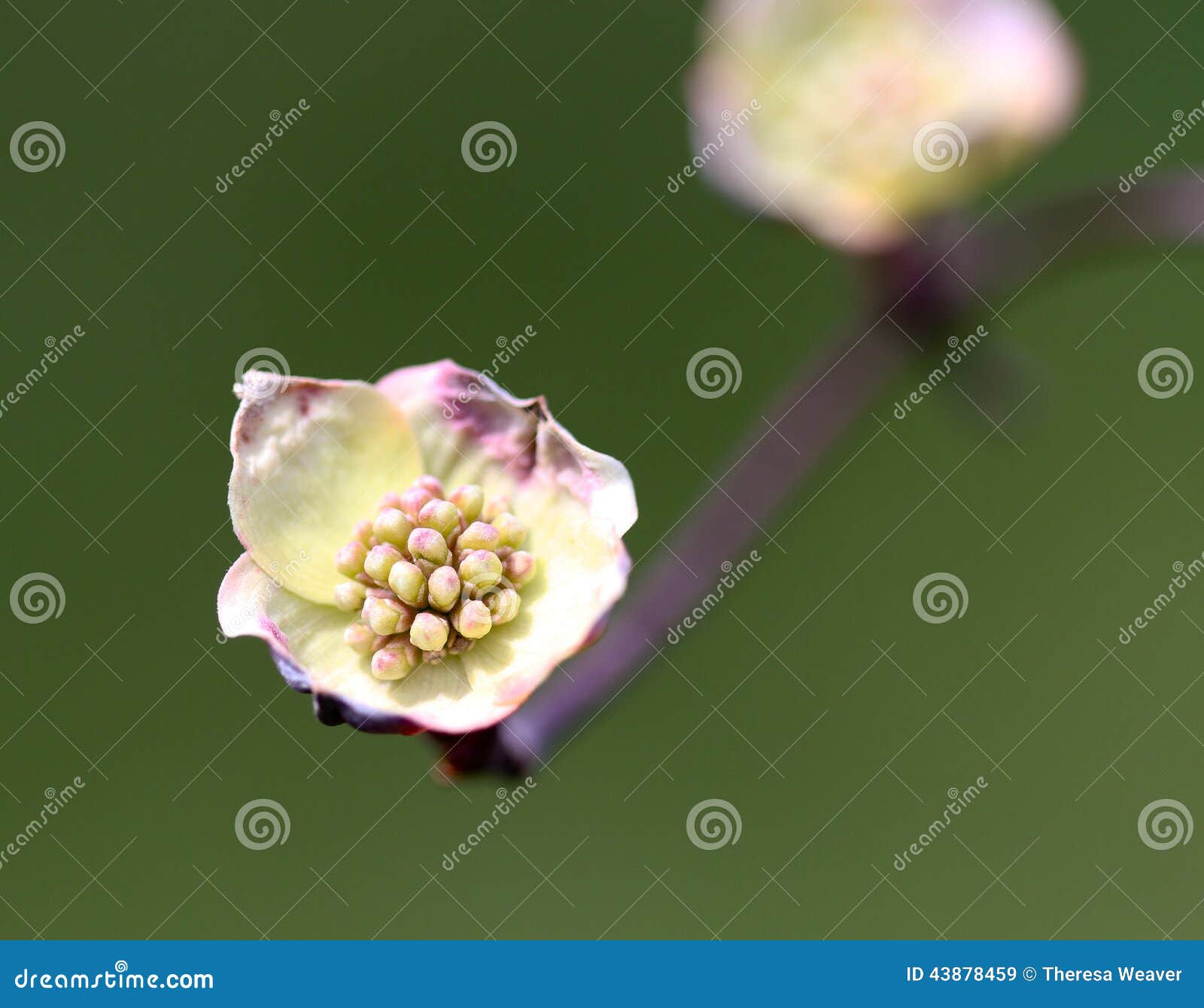 Dogwood First Bloom stock image. Image of flowers, nature - 43878459