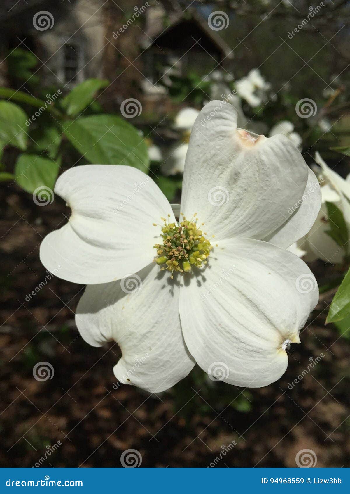 Dogwood Flower stock image. Image of tree, white, cross - 94968559