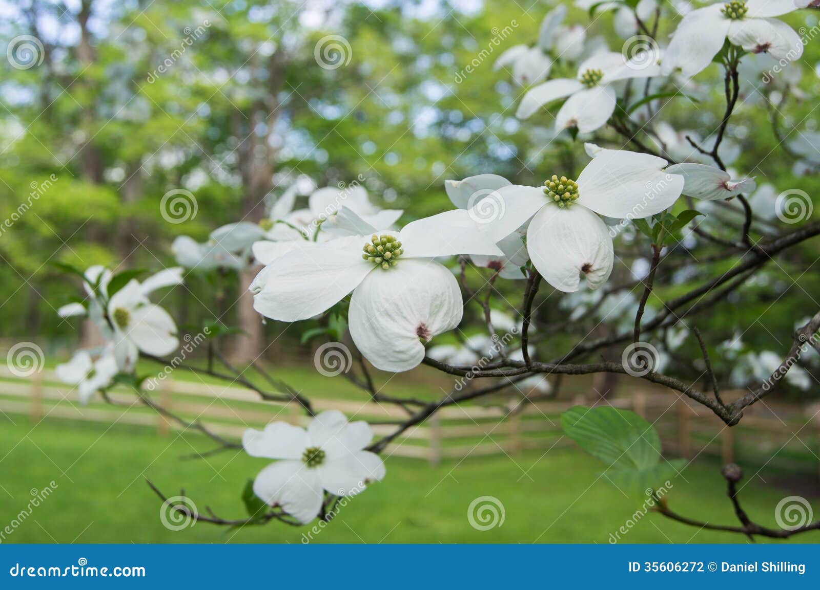 Dogwood stock photo. Image of springtime, field, flower - 35606272