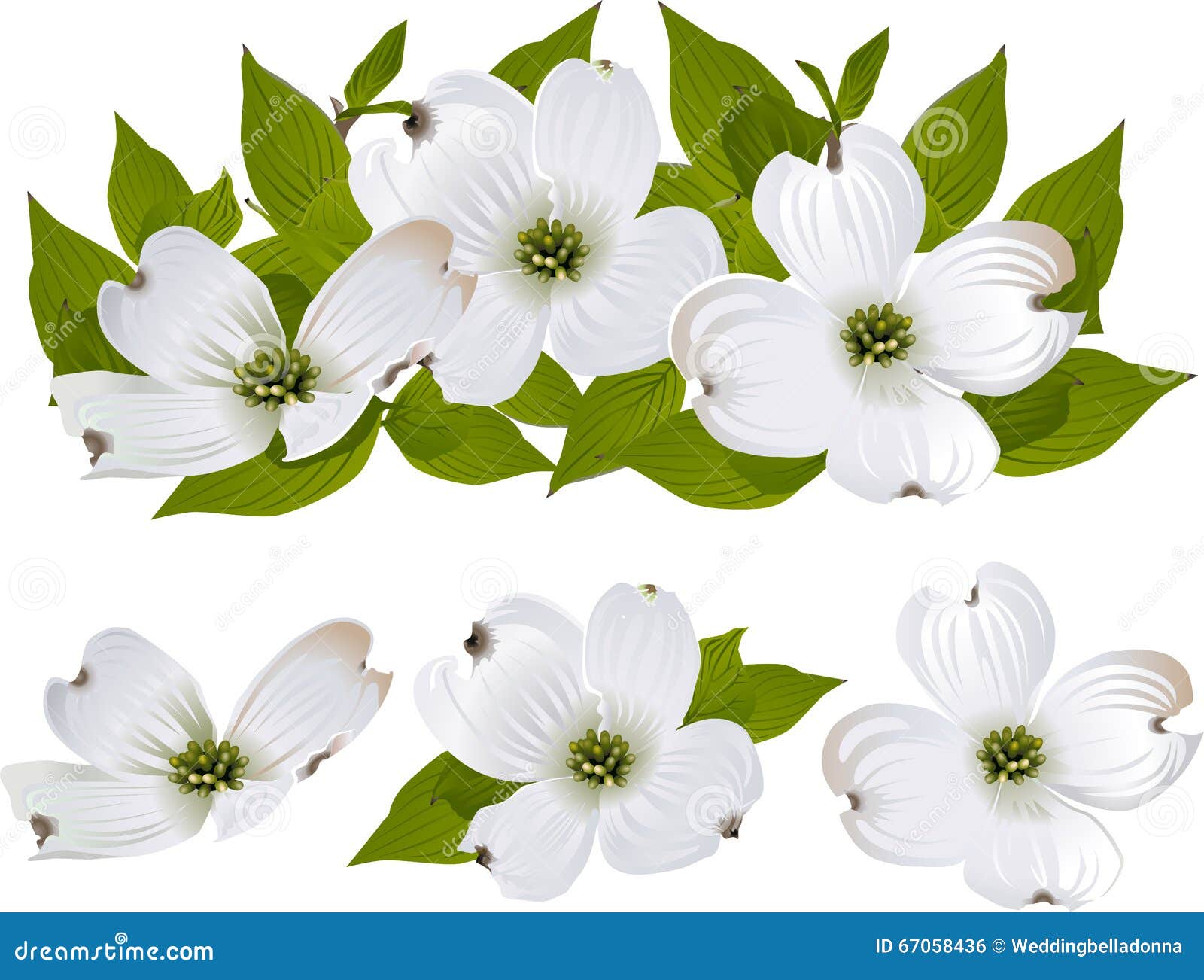 Dogwood Flower Clip Art