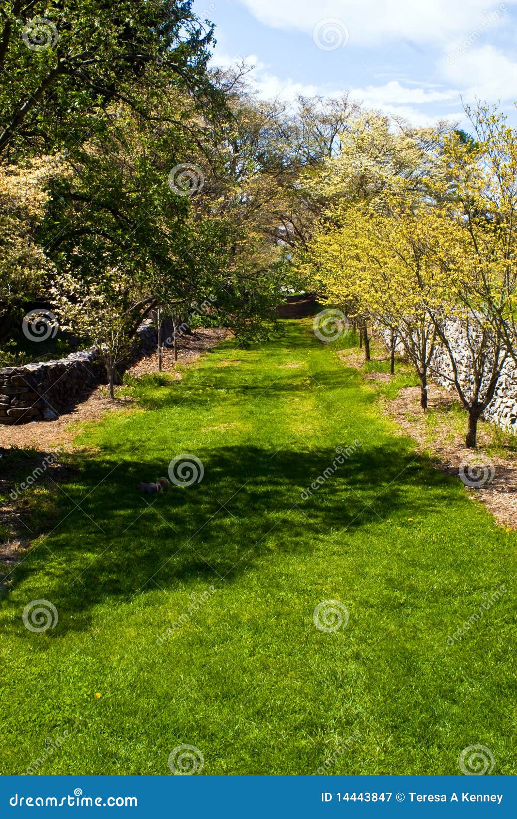 Dogwood Lane stock image. Image of beauty, light, grass - 14443847