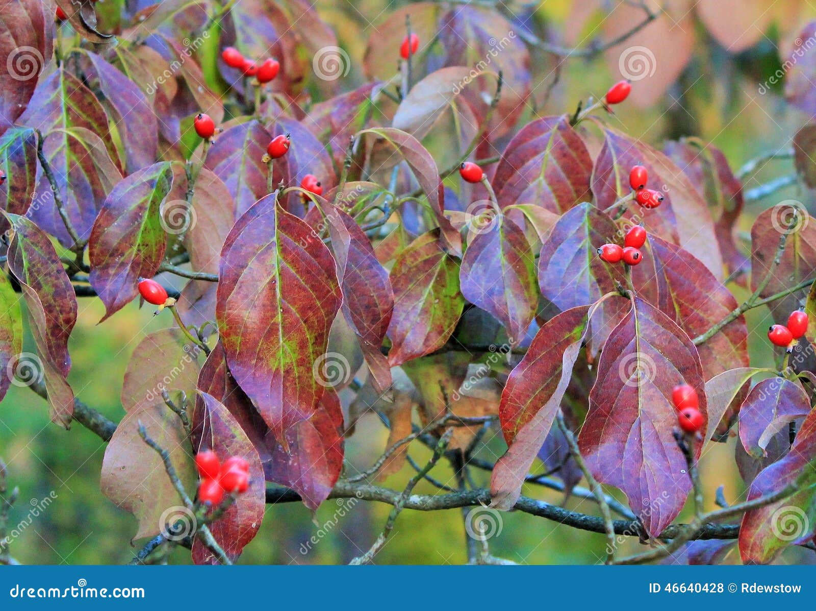 Dogwood red berries stock photo. Image of berries, berry - 46640428