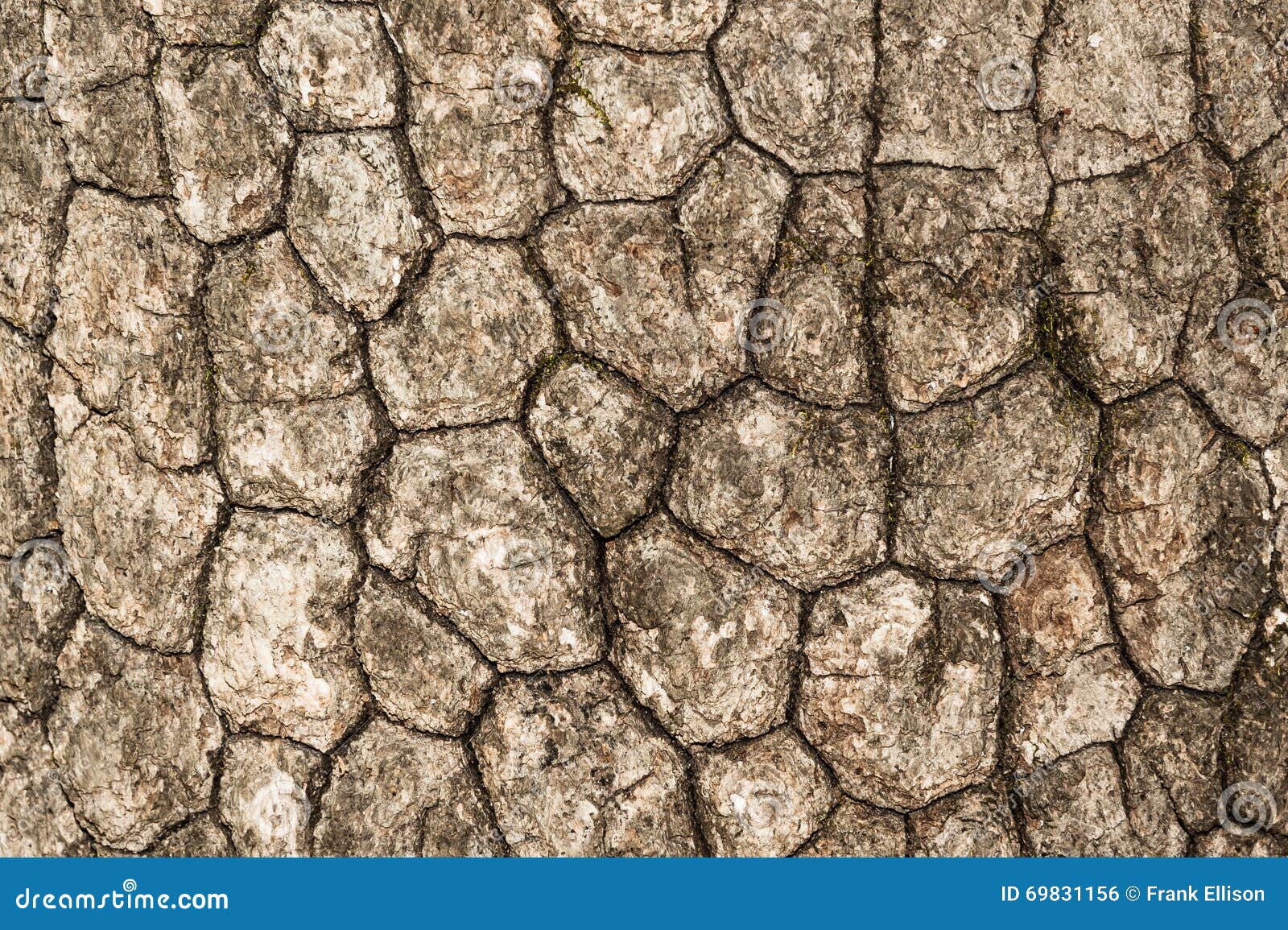 Dogwood tree bark stock photo. Image of shades, side - 69831156