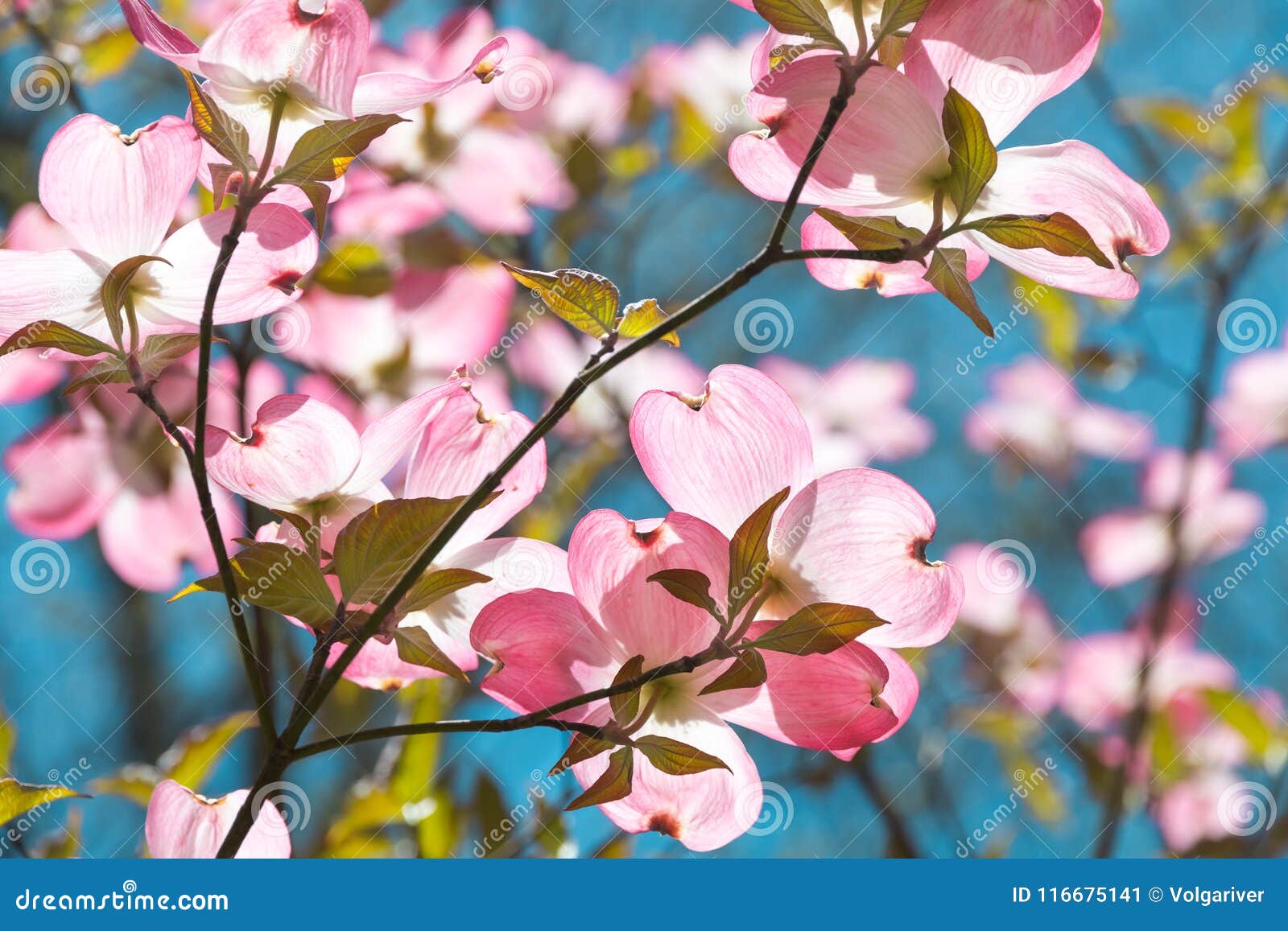Natural Spring Background. White Cherry Flowers And Ladybug On A ...