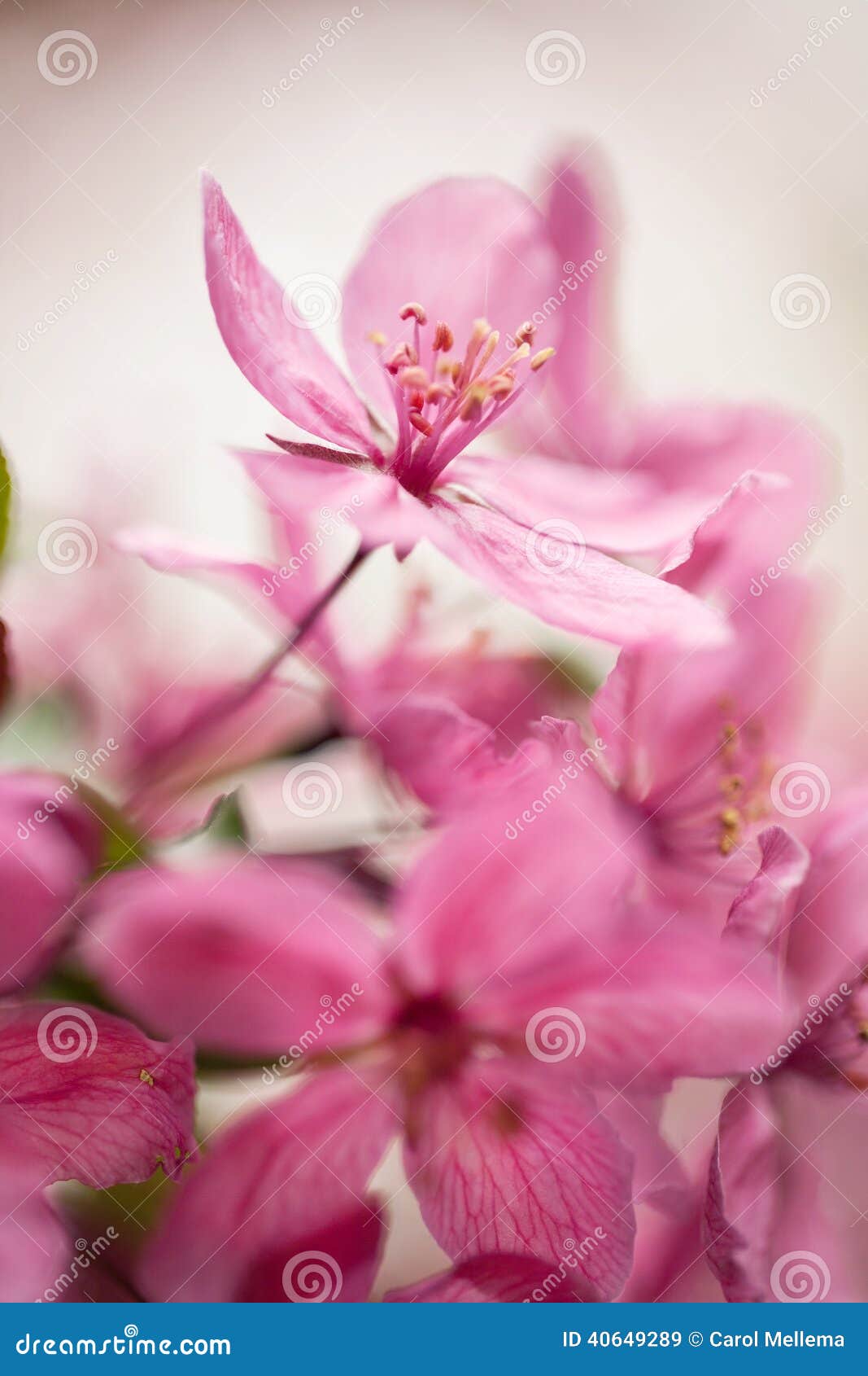 Dogwood Tree Flowers Close Up in Spring Vertical Stock Image - Image of ...