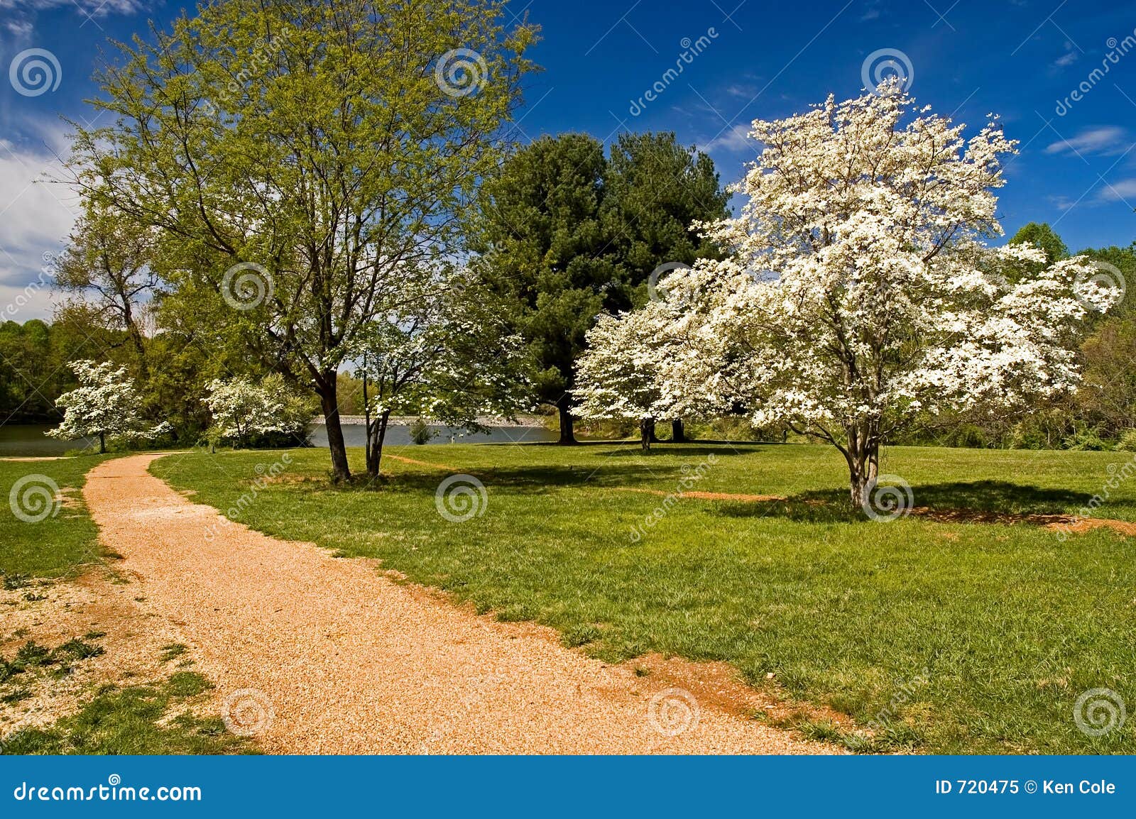 Dogwood Trees In Bloom Royalty Free Stock Photo - Image: 720475