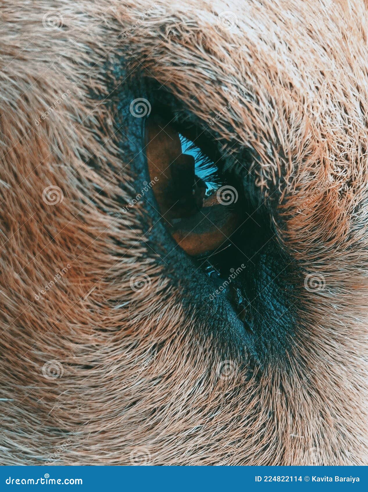 Dogy eye stock photo. Image of organ, animal, whiskers - 224822114