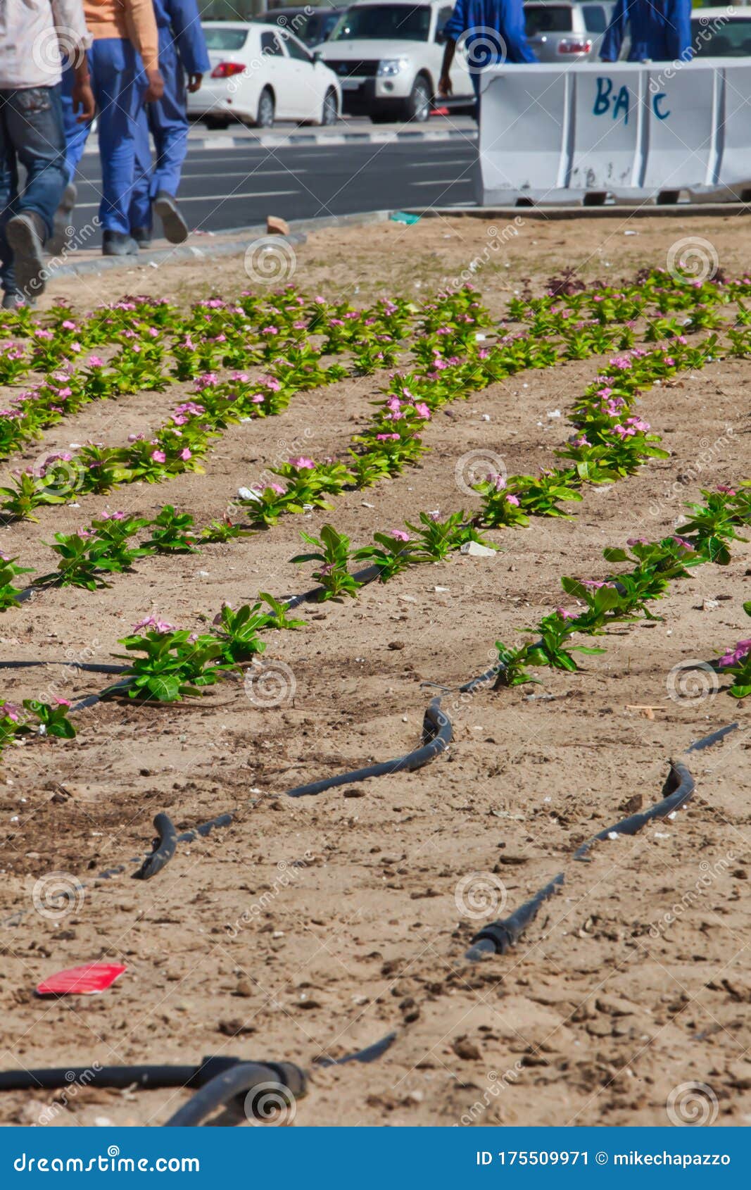 Irrigating Plants in the Desert Editorial Photo - Image of landscape ...
