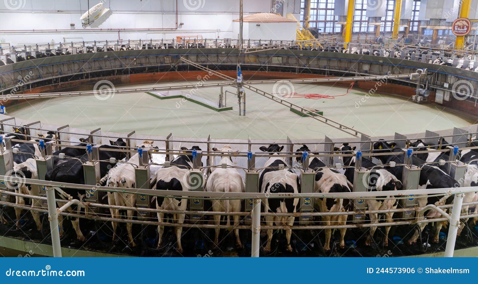 Doha, Qatar- March 03,2022 : Multiple Cows at Smart Milking Machine at ...