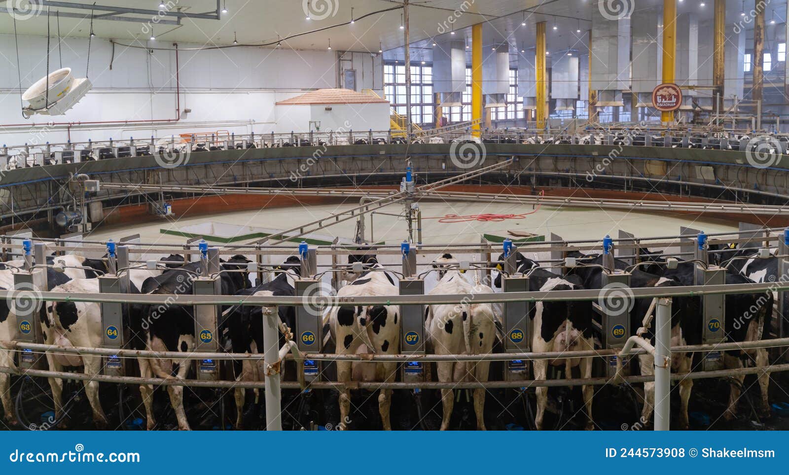 Doha, Qatar- March 03,2022 : Multiple Cows at Smart Milking Machine at ...