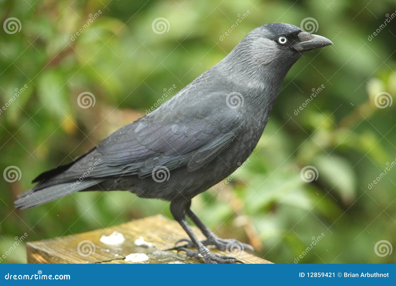 Dohle. stockbild. Bild von vogel, vögel, krähe, corvus - 12859421