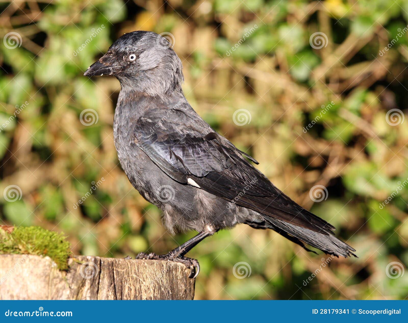 Dohle stockbild. Bild von schnabel, nahaufnahme, blau - 28179341