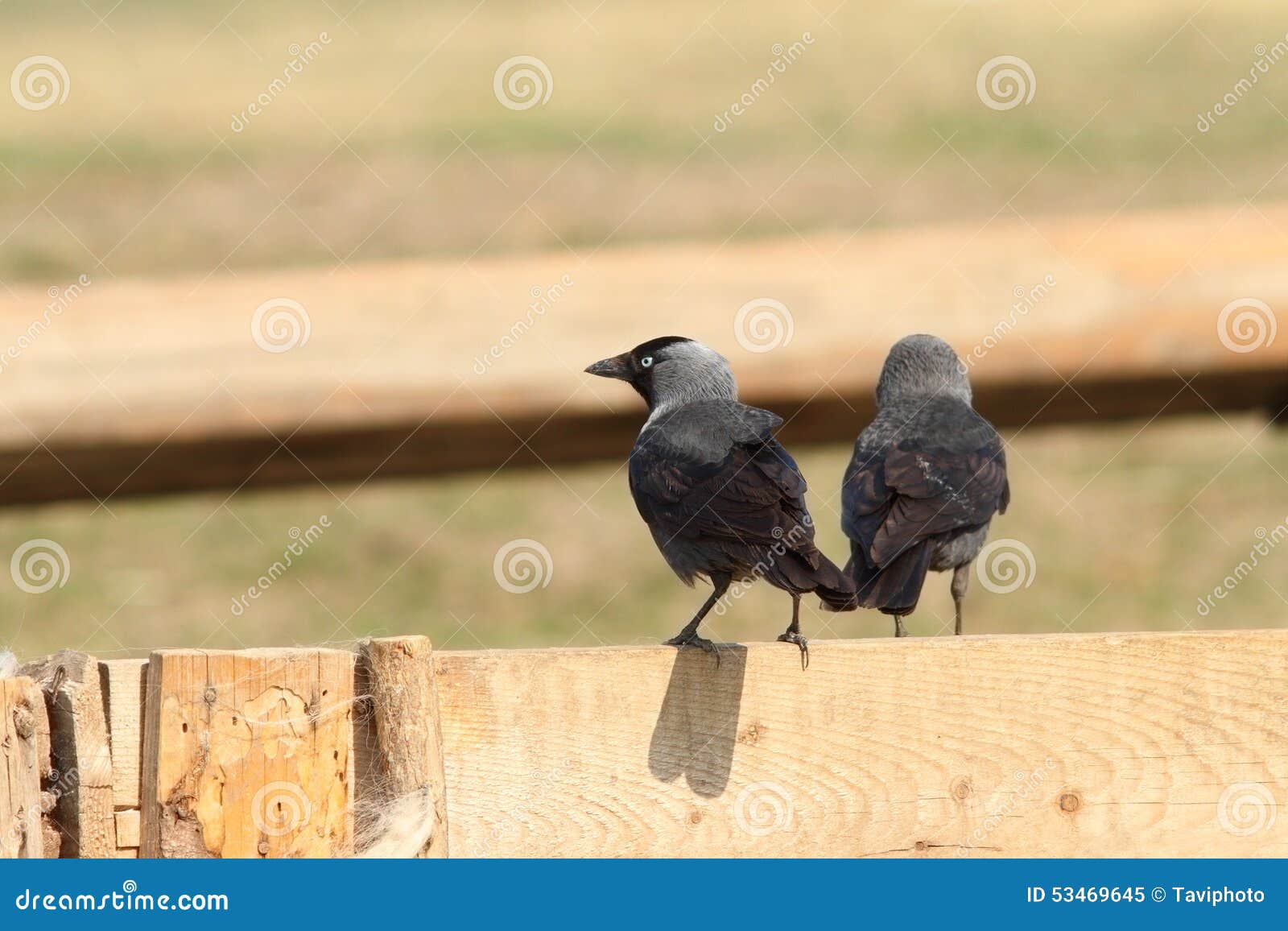 Dohlen stockbild. Bild von birdwatching, grau, frühling - 53469645