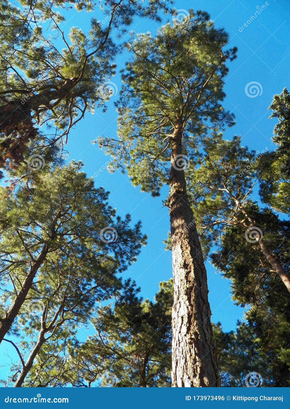 Doi Inthanon Mountain Tree stock photo. Image of beautiful - 173973496