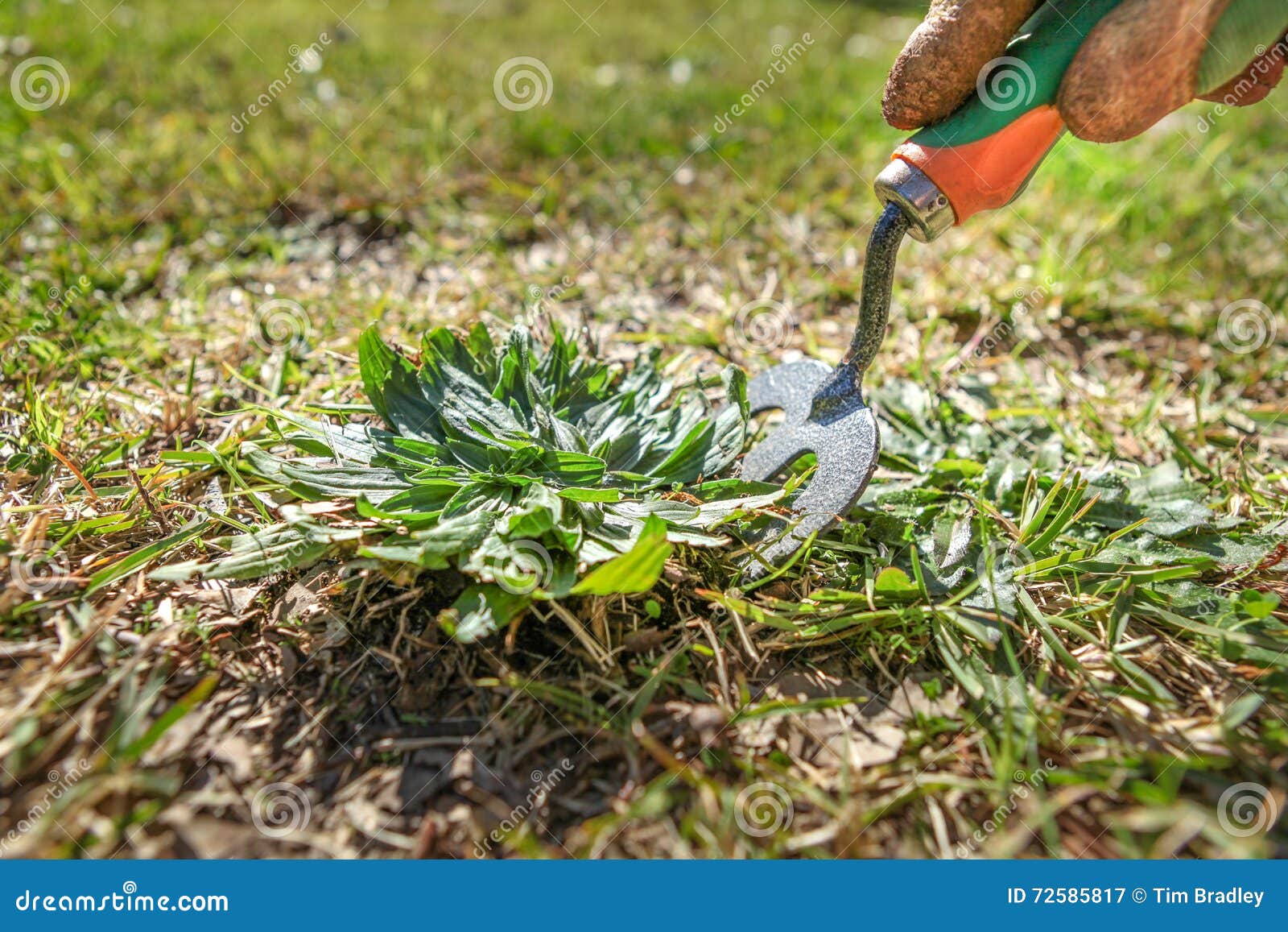 Doing Garden Maintenance, Weeding the Lawn Stock Image - Image of ...
