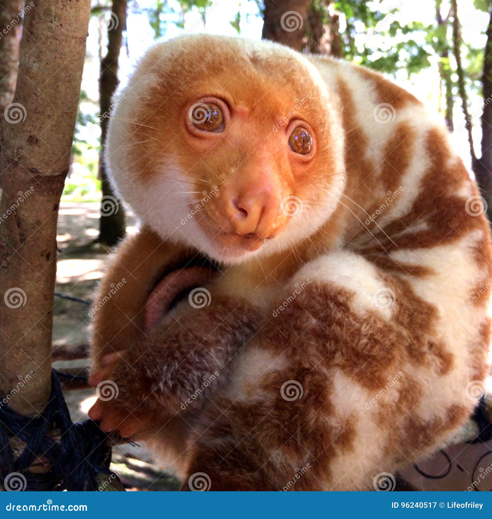 Doini Island, Papua New Guinea. Stock Image - Image of pacific ...