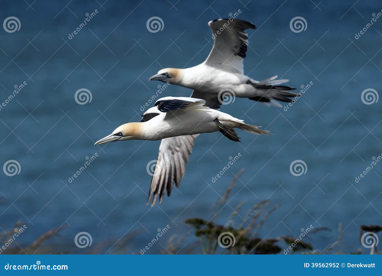 Dois Albatrozes Em Voo Sobre Clifftops Foto de Stock - Imagem de ...