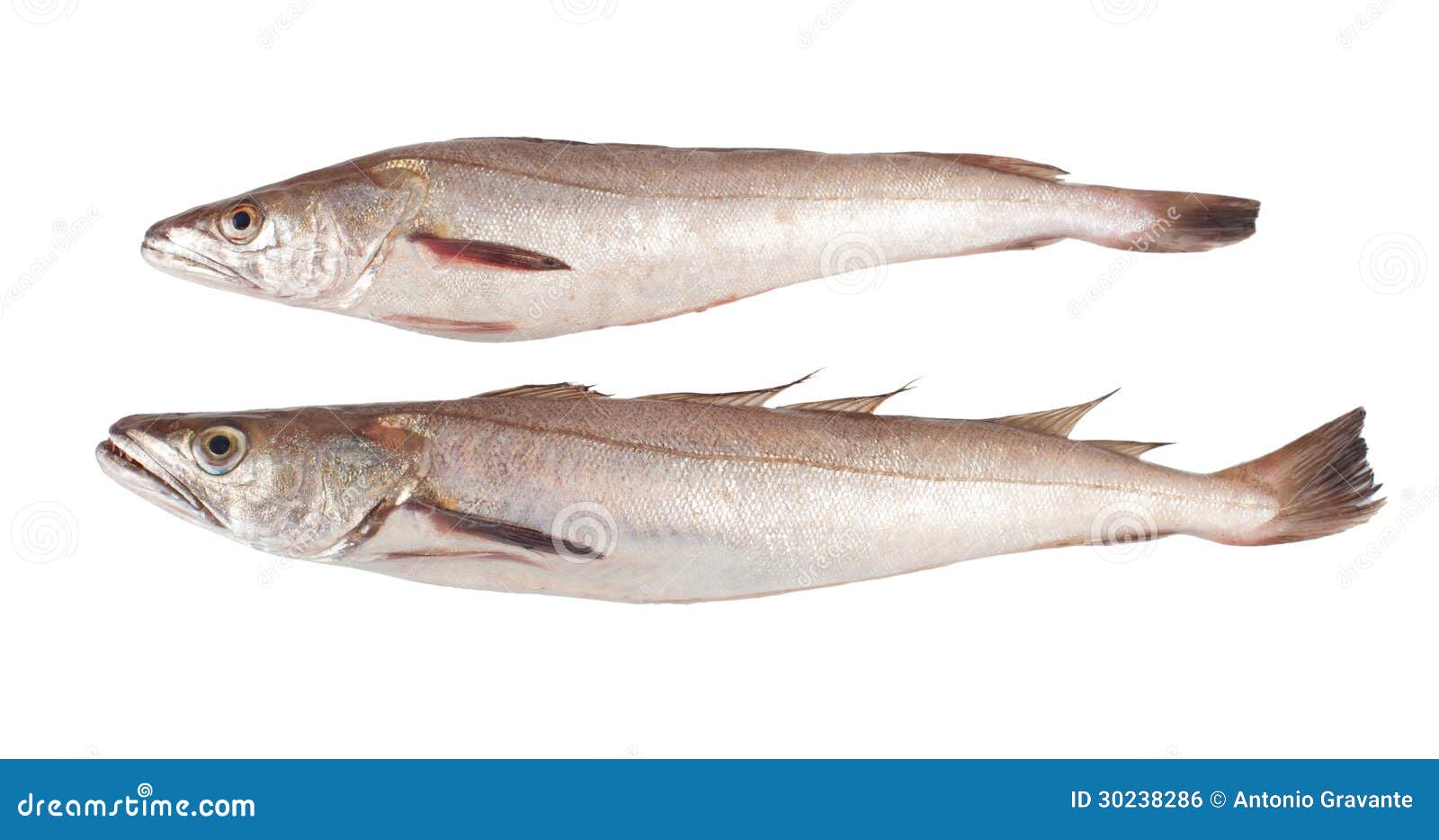 Merluccius do Merluccius foto de stock. Imagem de isolado - 30238286