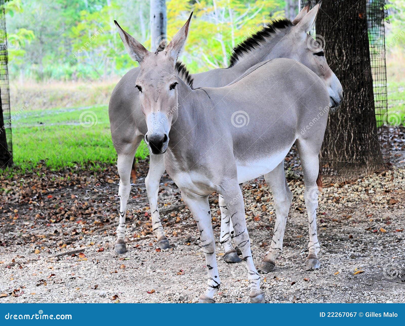 Dois burros selvagens imagem de stock. Imagem de selvagem - 22267067