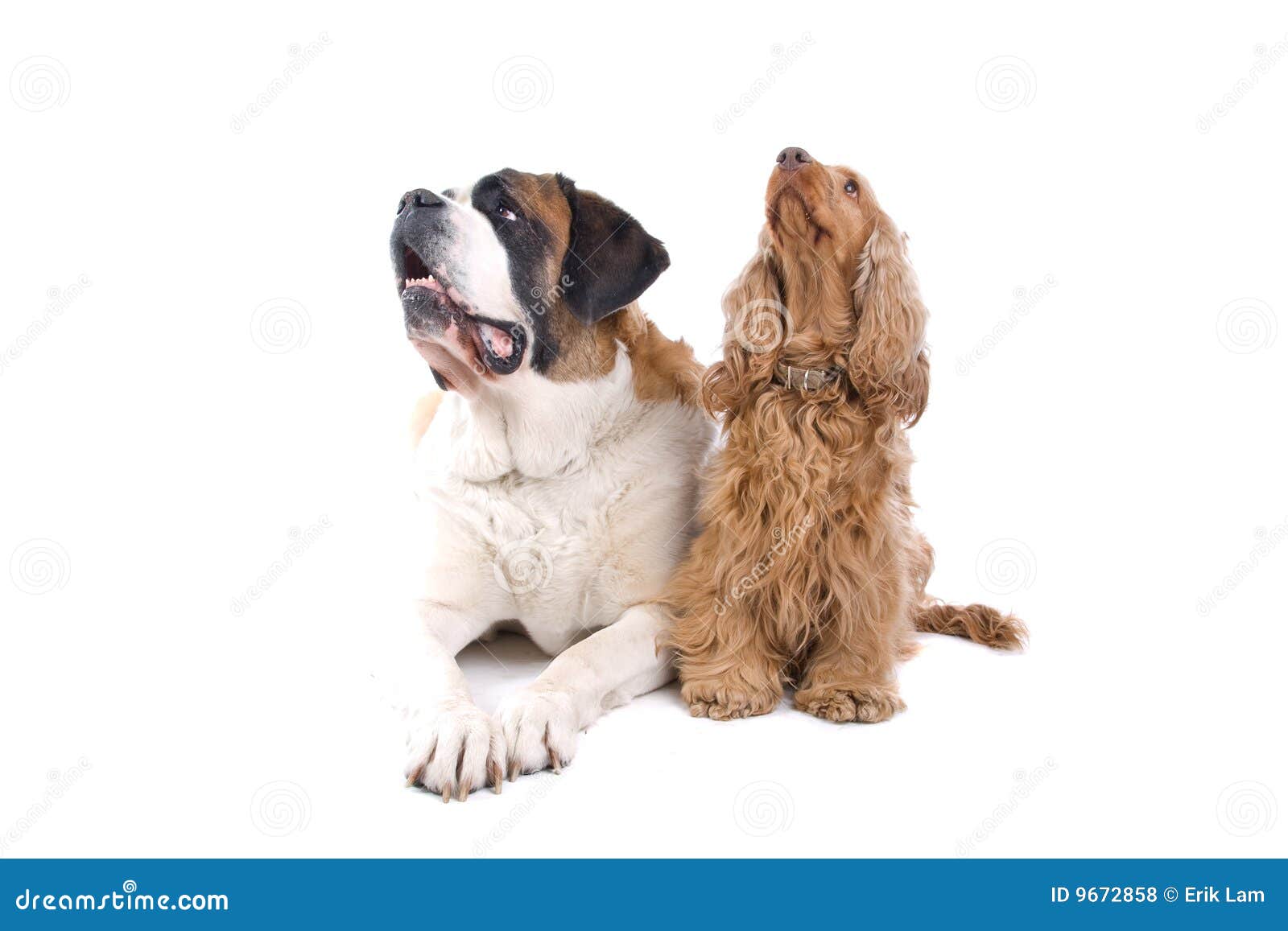 Dois cães foto de stock. Imagem de caninos, silêncio, descanso - 9672858