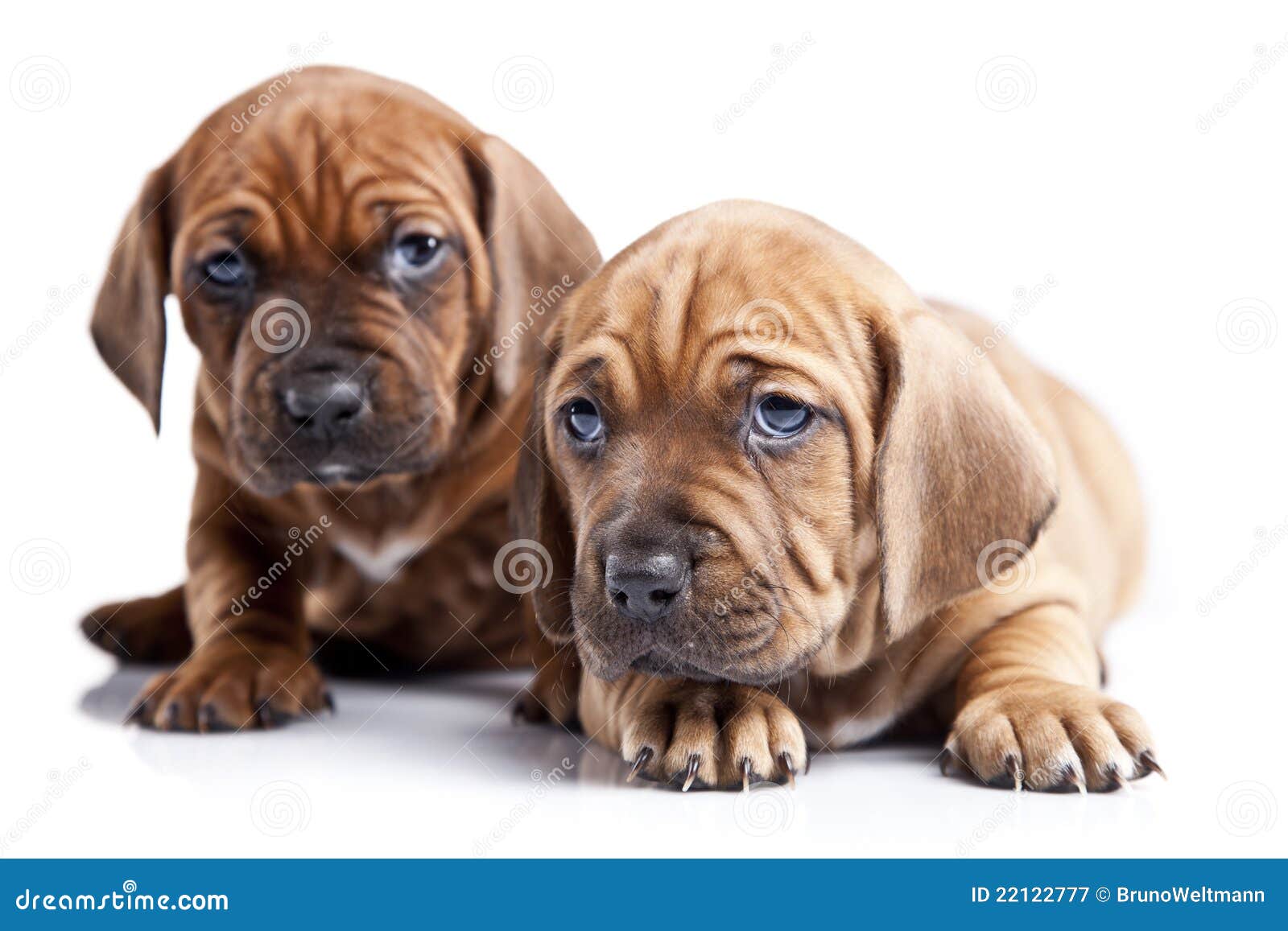 Dois Cães Felizes No Fundo Branco Imagem de Stock - Imagem de retrato ...