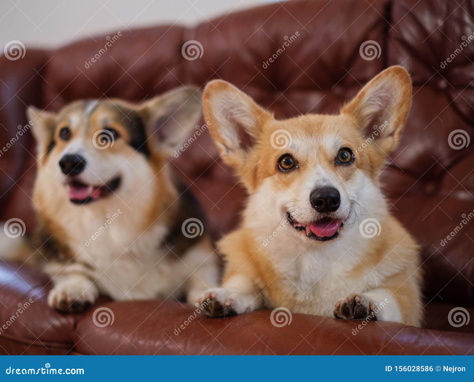 Dois C?es Bonitos Do Corgi Em Um Sof? Foto de Stock - Imagem de animal ...