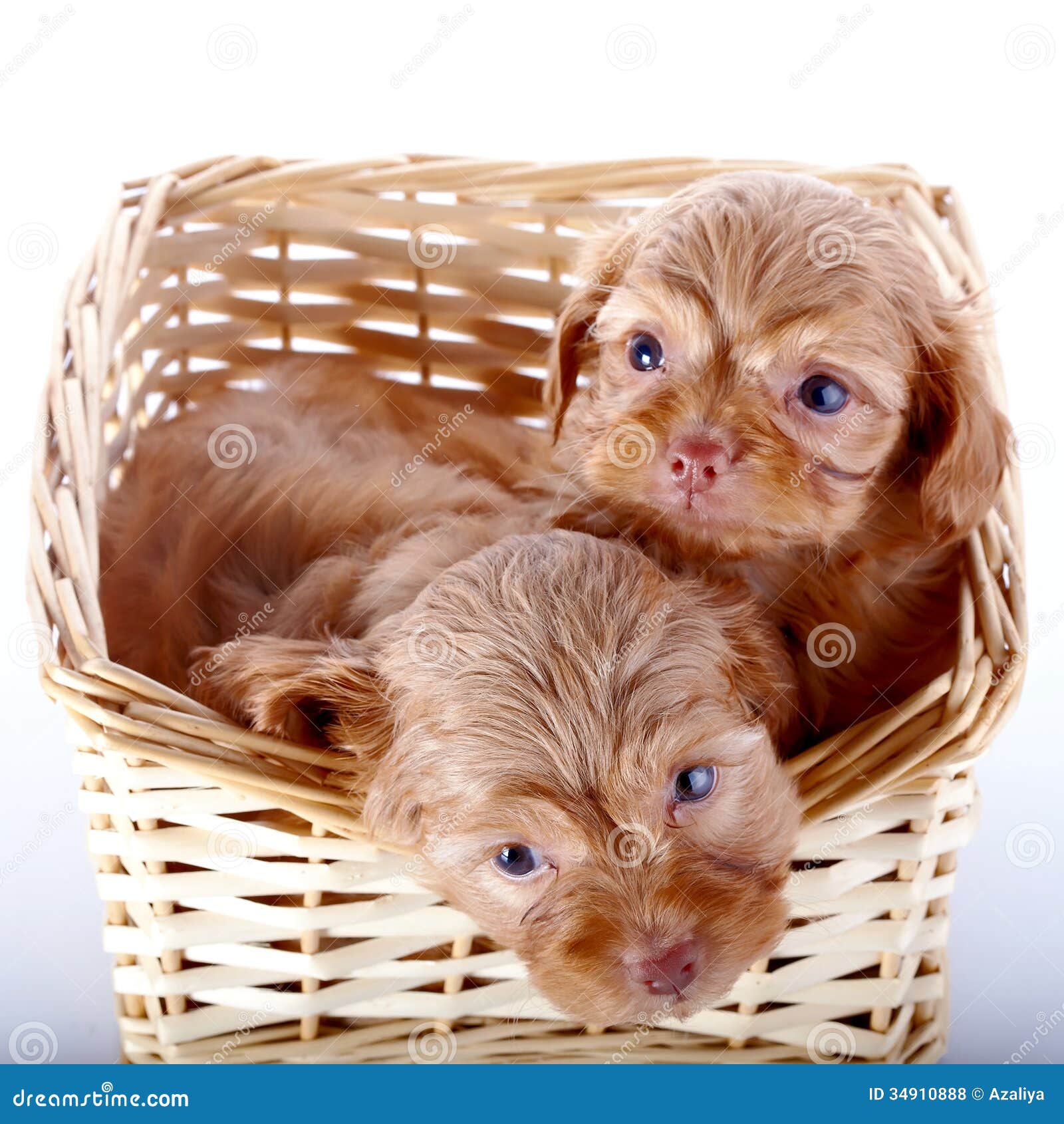 Dois Cachorrinhos Pequenos Em Uma Cesta Wattled. Foto de Stock - Imagem ...