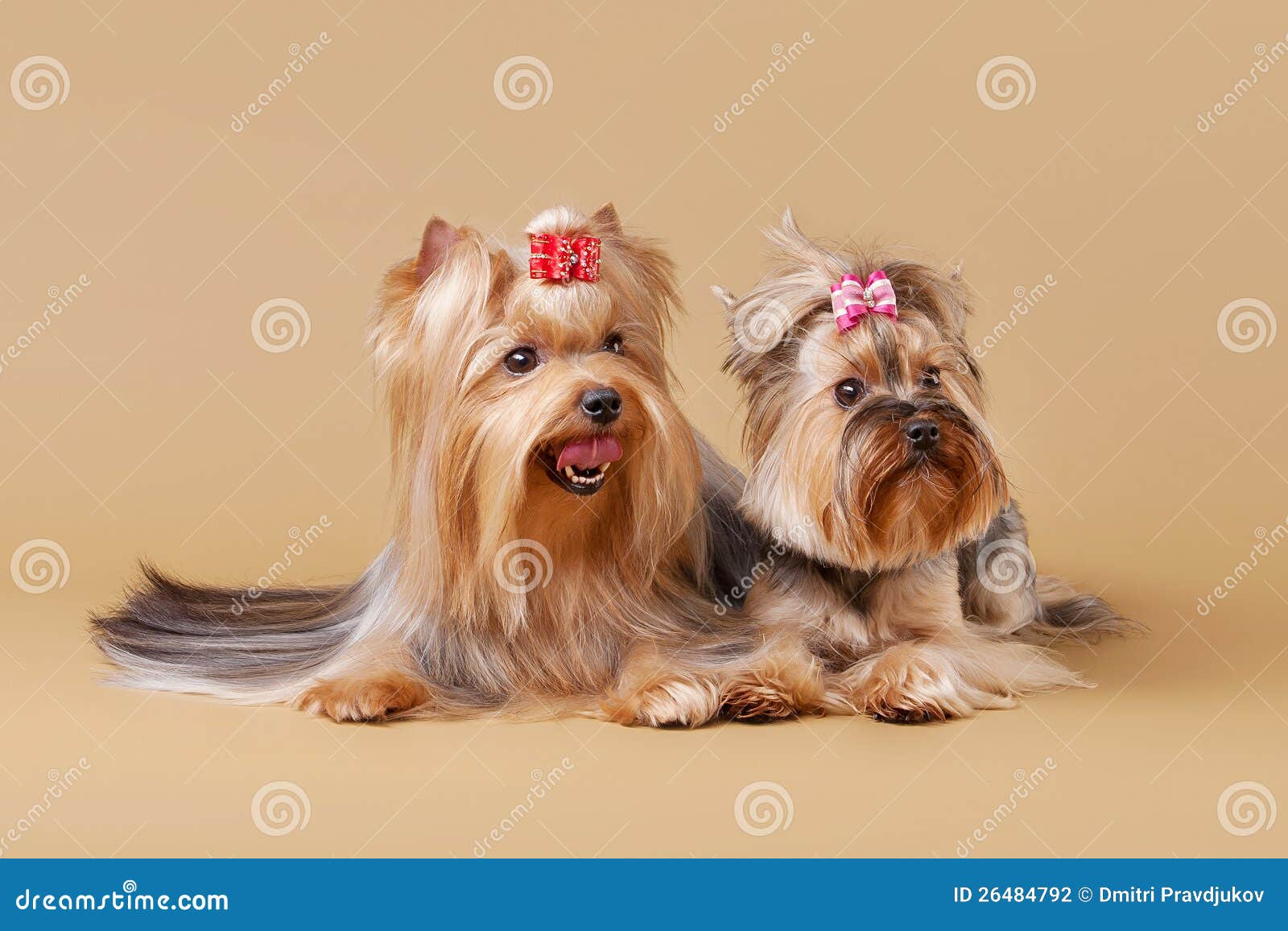 Dois Filhotes De Cachorro Do Yorkie Foto de Stock - Imagem de marrom ...