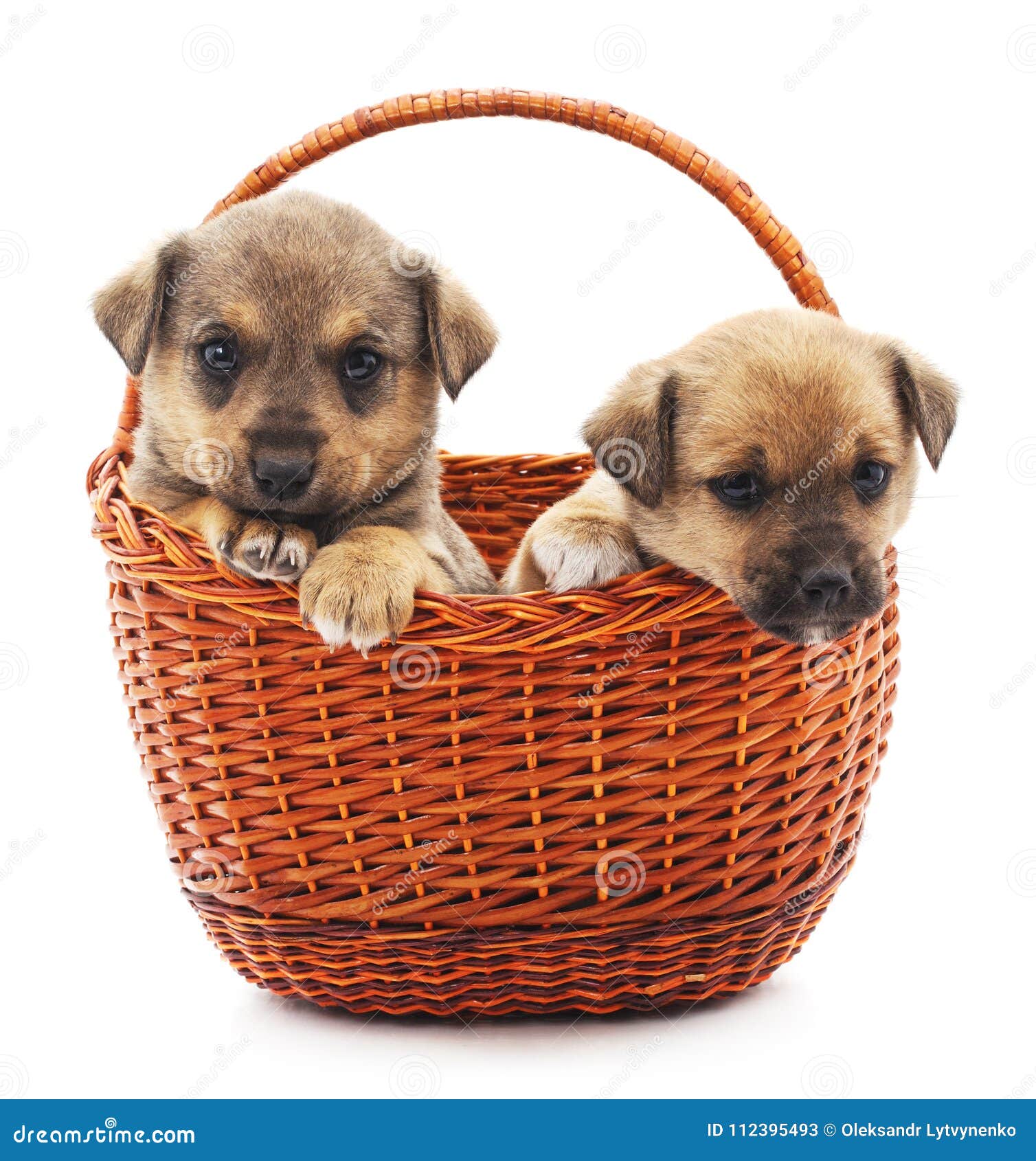 Dois Filhotes De Cachorro Em Uma Cesta Imagem De Stock Imagem De