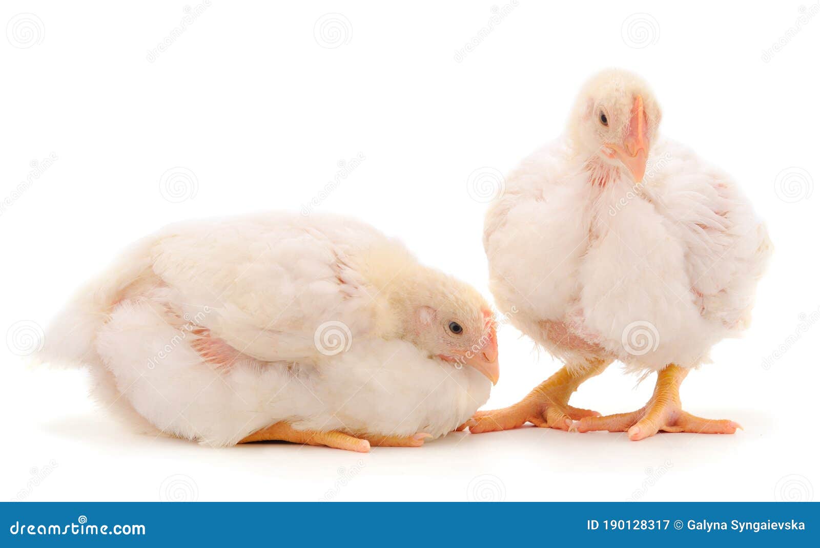 Dois Frangos De Frango Ou Frangos De Carne Jovens Imagem de Stock ...