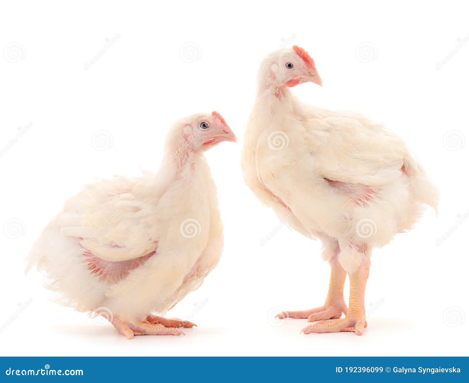 Dois Frangos De Frango Ou Frangos De Carne Jovens Imagem de Stock ...