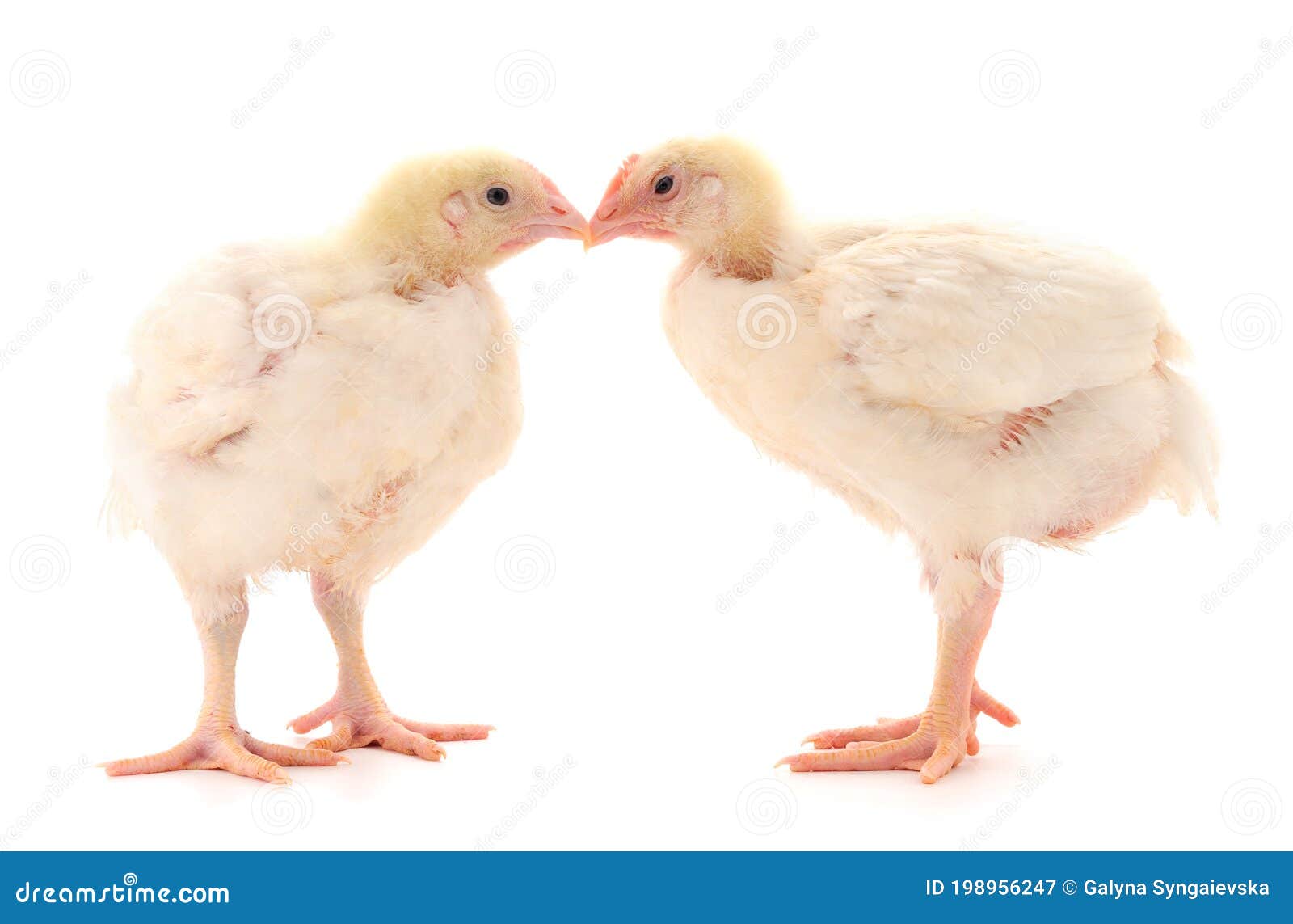 Dois Frangos De Frango Ou Frangos De Carne Jovens Imagem de Stock ...