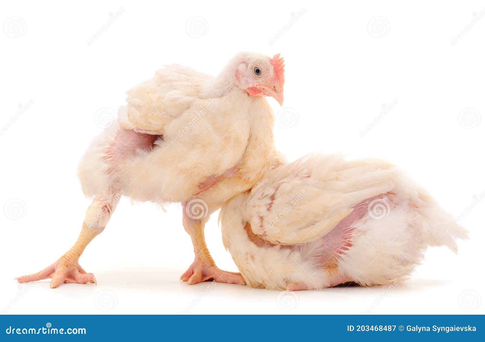 Dois Frangos De Frango Ou Frangos De Carne Jovens Imagem de Stock ...