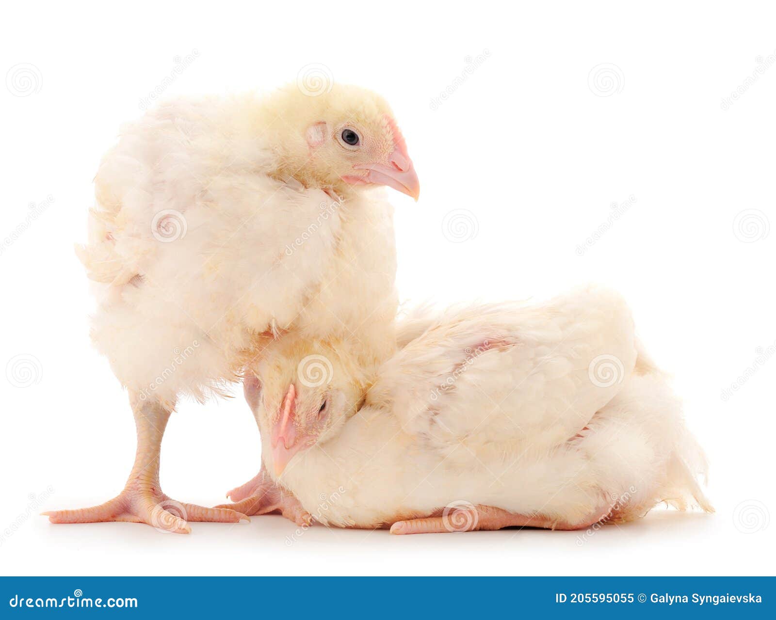 Dois Frangos De Frango Ou Frangos De Carne Jovens Imagem de Stock ...