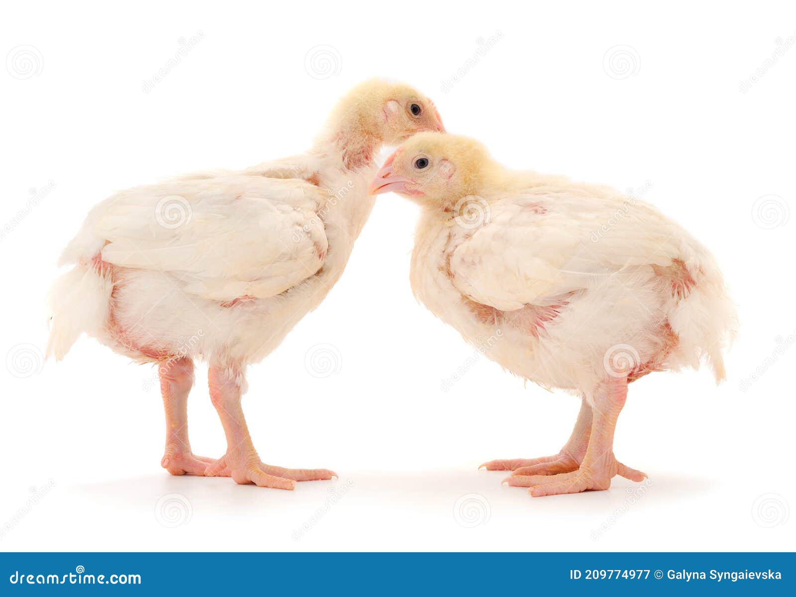 Dois Frangos De Frango Ou Frangos De Carne Jovens Imagem de Stock ...