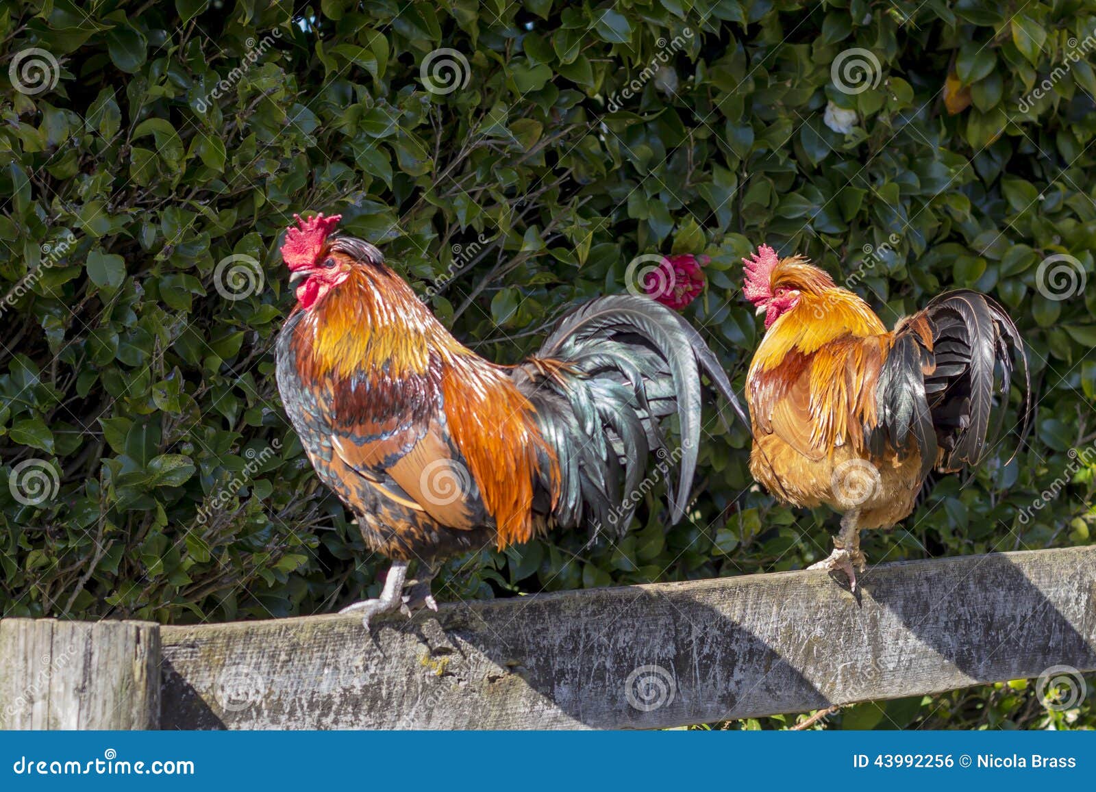 4,510 Galos Fotos - Fotos de Stock Gratuitas e Fotos Royalty-Free ...