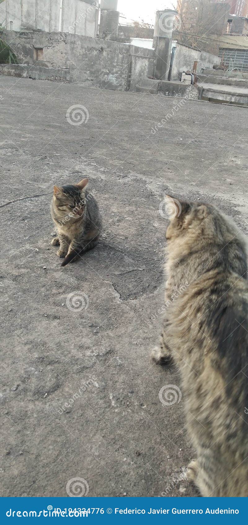 Dois gatos se observando foto de stock. Imagem de desorganizado - 194324776