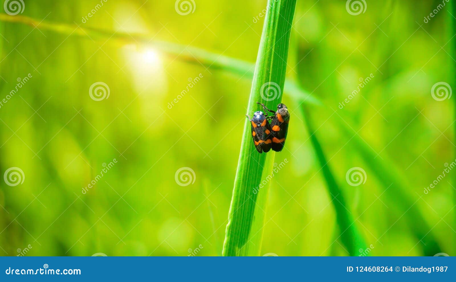 Dois Insetos Bonitos Na Planta Foto de Stock - Imagem de animal, inseto ...