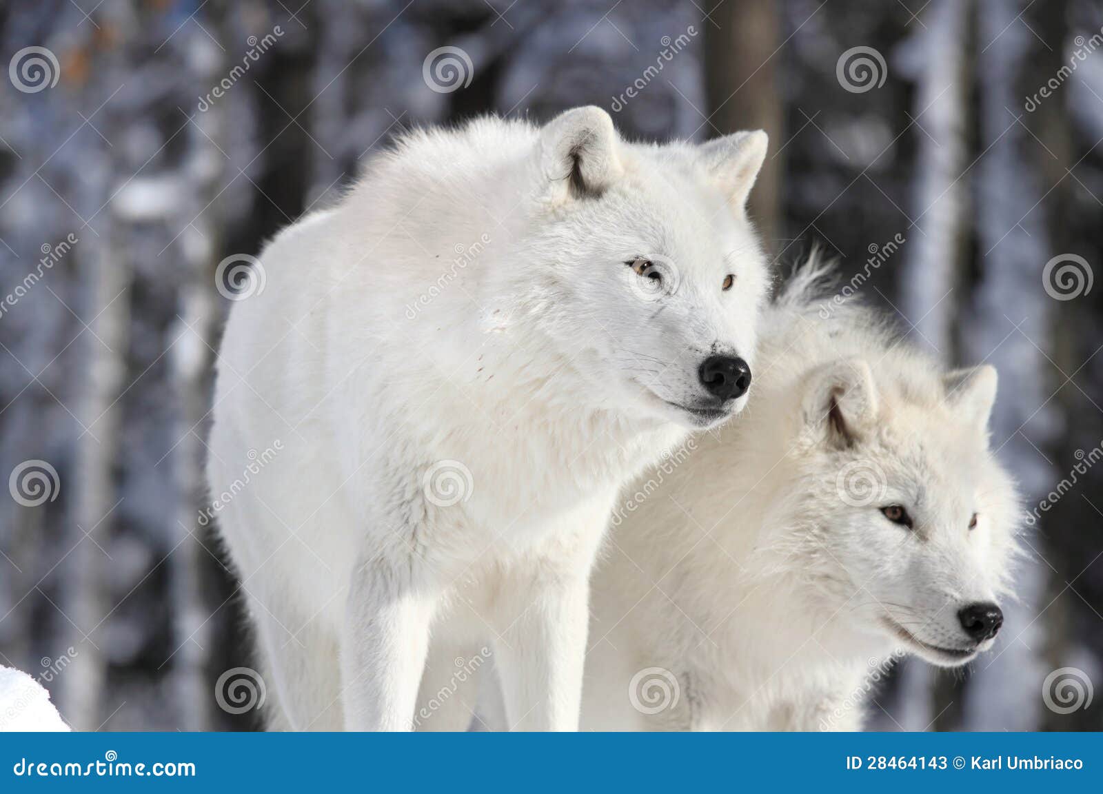 Dois lobos bonitos imagem de stock. Imagem de floresta - 28464143