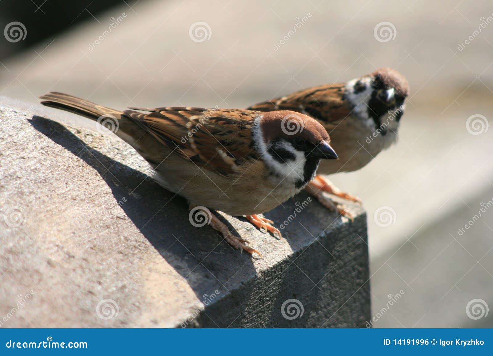 Dois pardais foto de stock. Imagem de pares, tokyo, pedra - 14191996