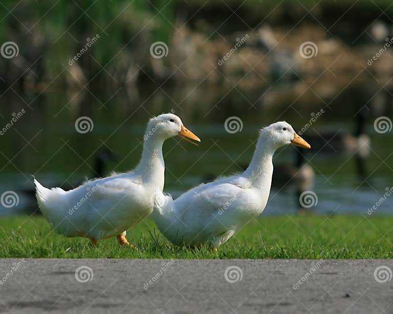 Dois patos imagem de stock. Imagem de descida, lagoa - 37541899