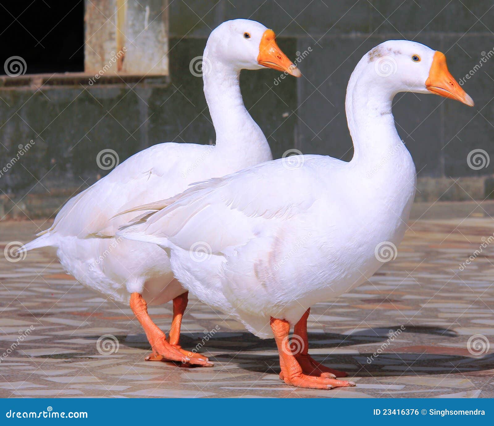 Dois Patos Brancos Imagem de Stock Royalty Free - Imagem: 23416376