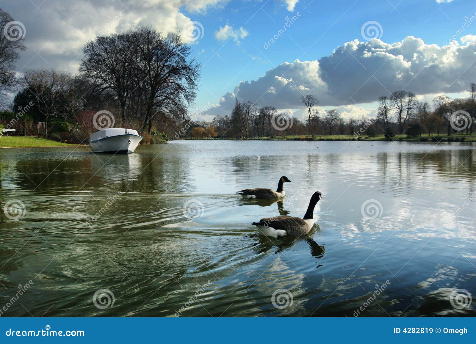 Dois patos no lago imagem de stock. Imagem de parque, protetor - 4282819