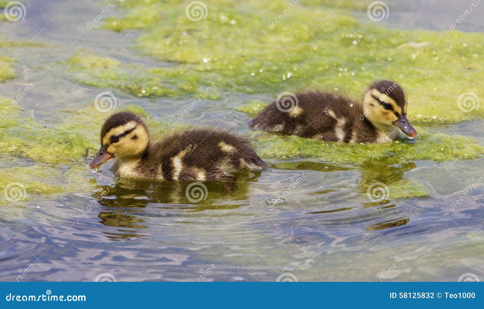 Dois patos novos bonitos foto de stock. Imagem de plumagem - 58125832