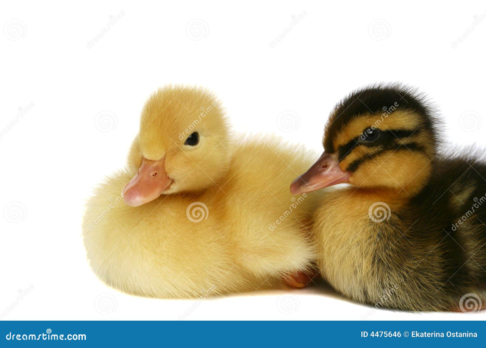 Dois patos pequenos junto foto de stock. Imagem de aves - 4475646
